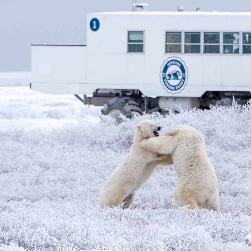 Tundra Buggy Lodge 5 Days Tour - Departing from Winnipeg