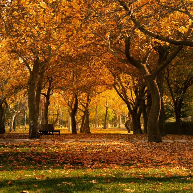 10-Day Rocky Mountains Unique Tour - Vancouver Fall Foliage ...